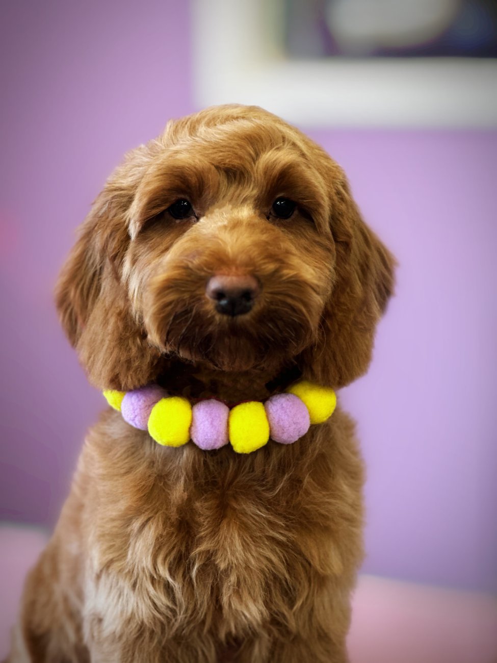 Why choose Just 4 Paws? | Just4Paws