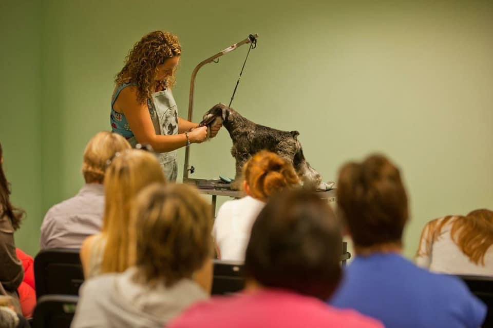 All Inclusive Professional City & Guilds Dog Grooming Course Midlands ...