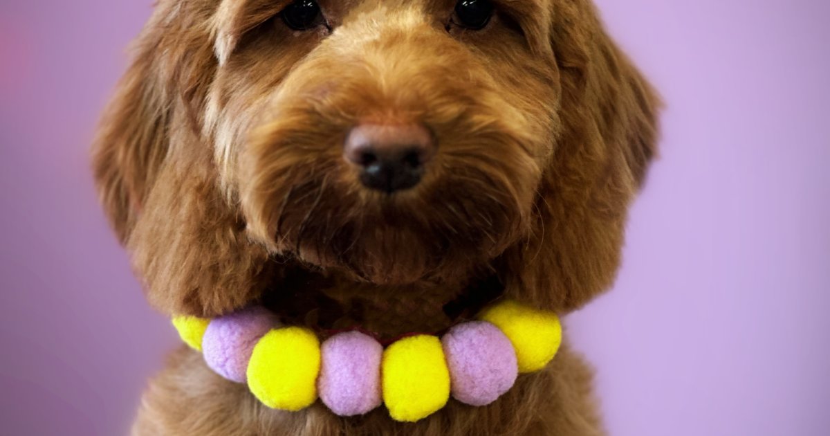 Why choose Just 4 Paws? | Just4Paws