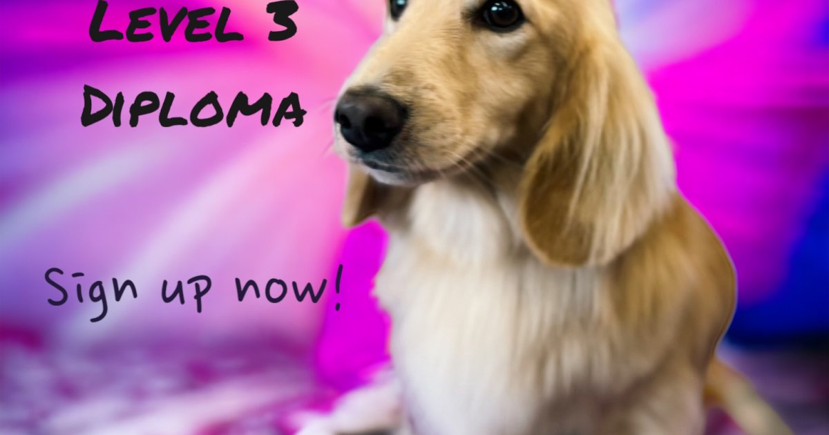 Fast Track iPET Network Level 3 Diploma In Dog Grooming and Salon ...